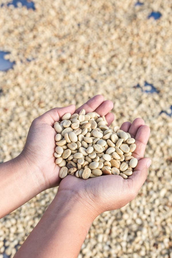 Yellow Dry Coffee Beans in Woman Hand Stock Image - Image of gourmet ...