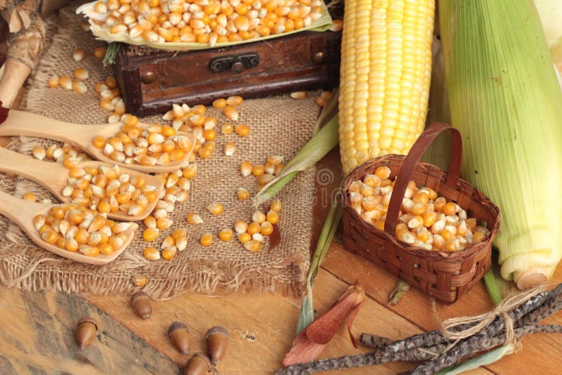 Yellow Dry Corn Grain and Corn Fresh. Stock Photo - Image of isolated ...