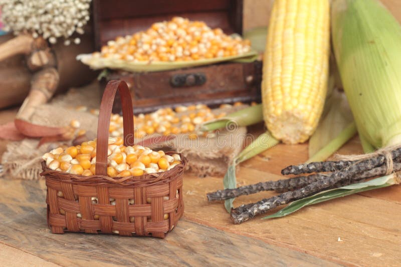 Yellow Dry Corn Grain and Corn Fresh. Stock Image - Image of color ...