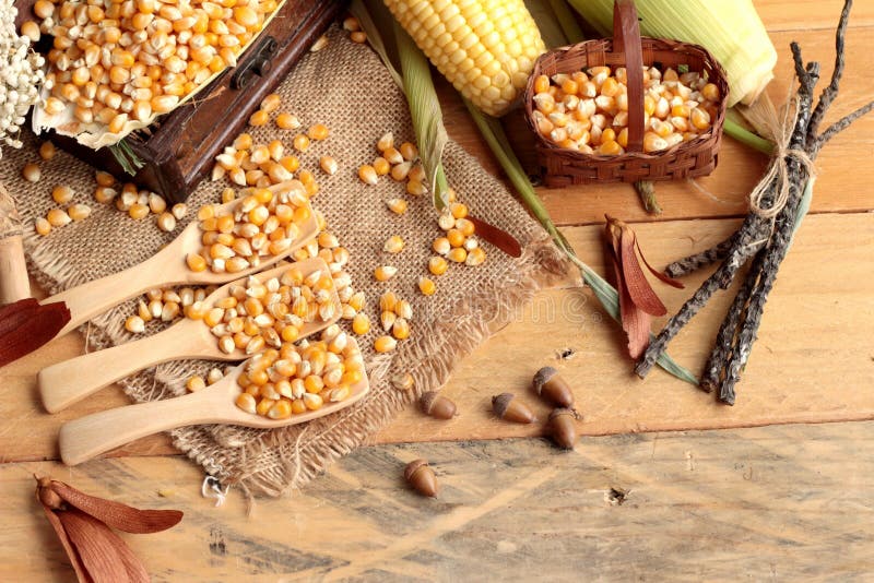Yellow Dry Corn Grain and Corn Fresh. Stock Photo - Image of grain ...