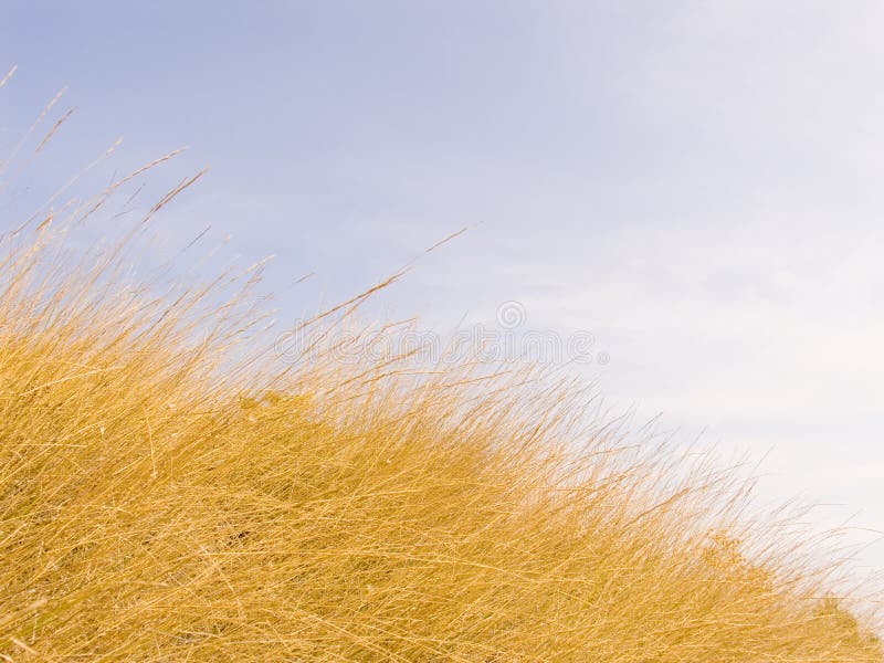 Yellow dry grass stock image. Image of clouds, plant, grain - 1359829
