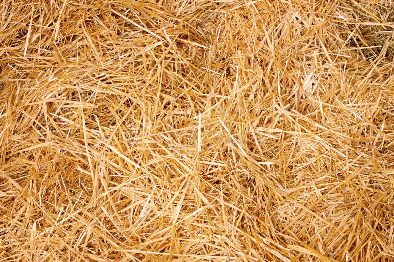 Yellow Dry Hay As a Background. Hay Macro Photography Stock Photo ...