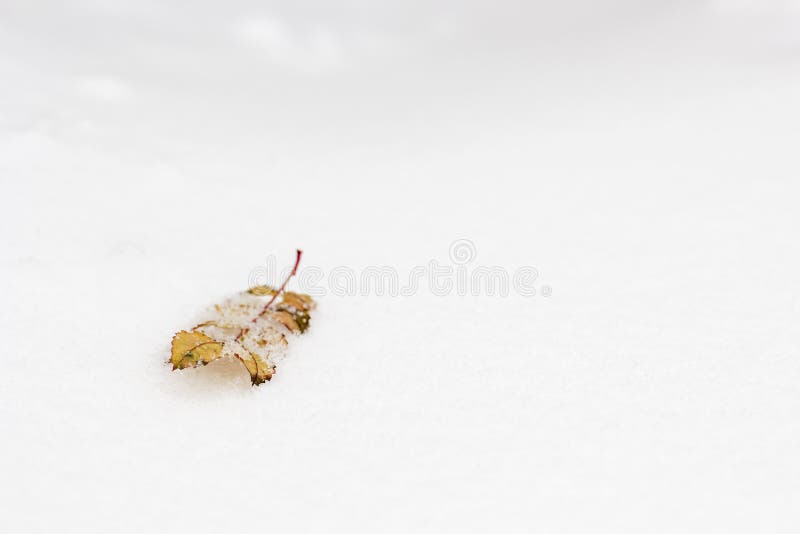 Yellow Dry Leaf of a Mountain Ash Lying on the White Snow Stock Photo ...