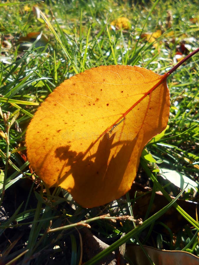 Leaf with game of shadow stock photo. Image of smooth - 103430386