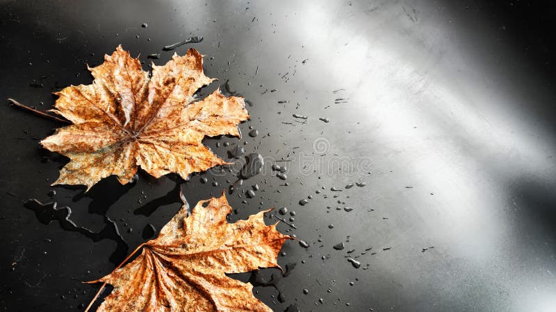Yellow Dry Maple Leaf in Water or a Puddle with Drops and Reflection on ...