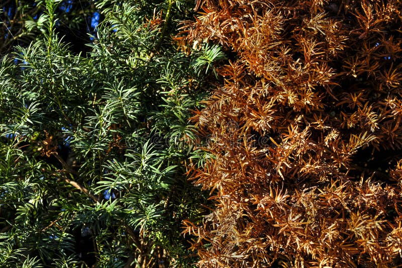 Pine Tree Needles Sick Stock Photos - Free & Royalty-Free Stock Photos ...