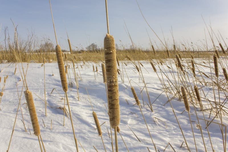 Yellow Dry Reed Sticks Out of Snowdrifts Stock Photo - Image of clear ...