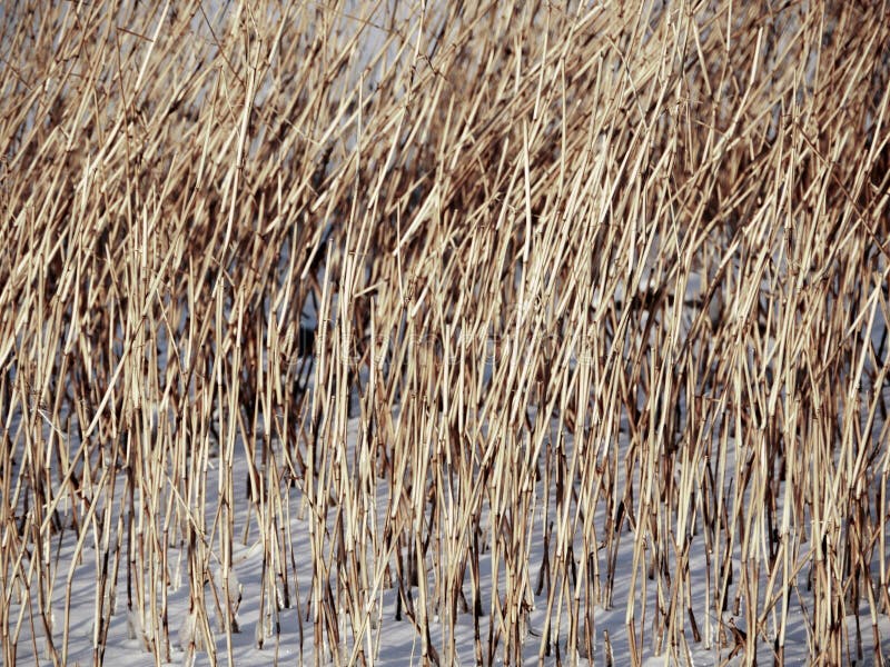 Yellow Dry Reed in White Snow Stock Image - Image of outdoor, yellow ...