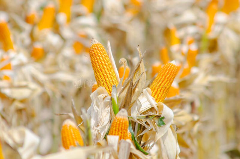 Yellow Dry Ripe Corn on the Field in the Day Stock Photo - Image of ...