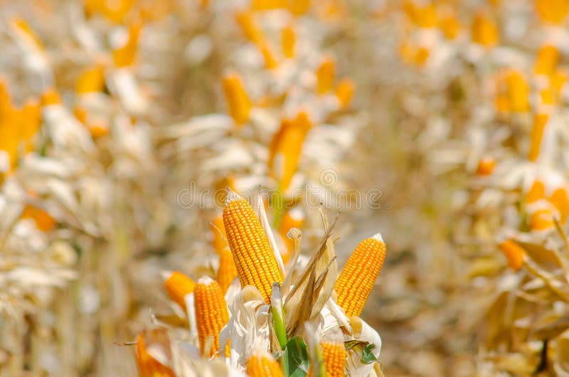 Yellow Ripe Corn with the Kernels Still Attached To the Cob on the ...