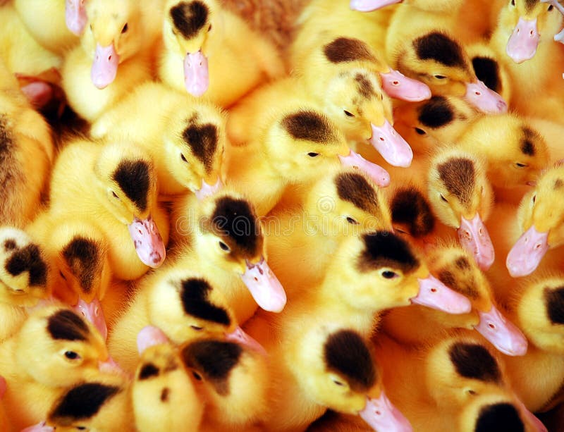 Yellow duck stock photo. Image of yellow, sichuan, lovely - 1576336