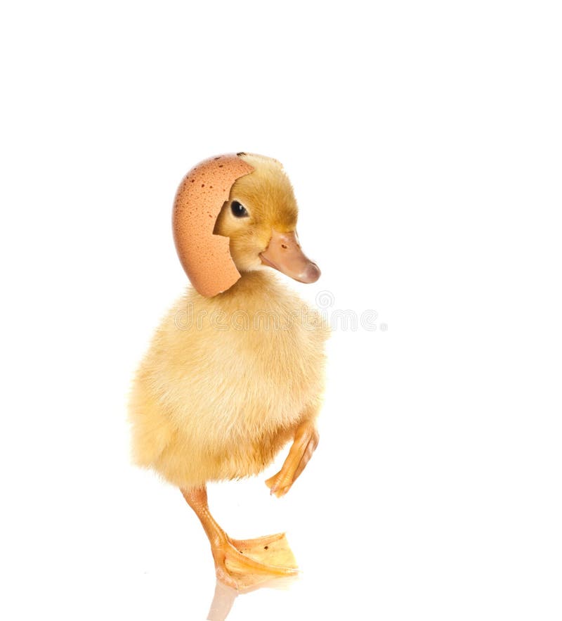 Yellow duck stock image. Image of babies, animals, yellow - 16632019