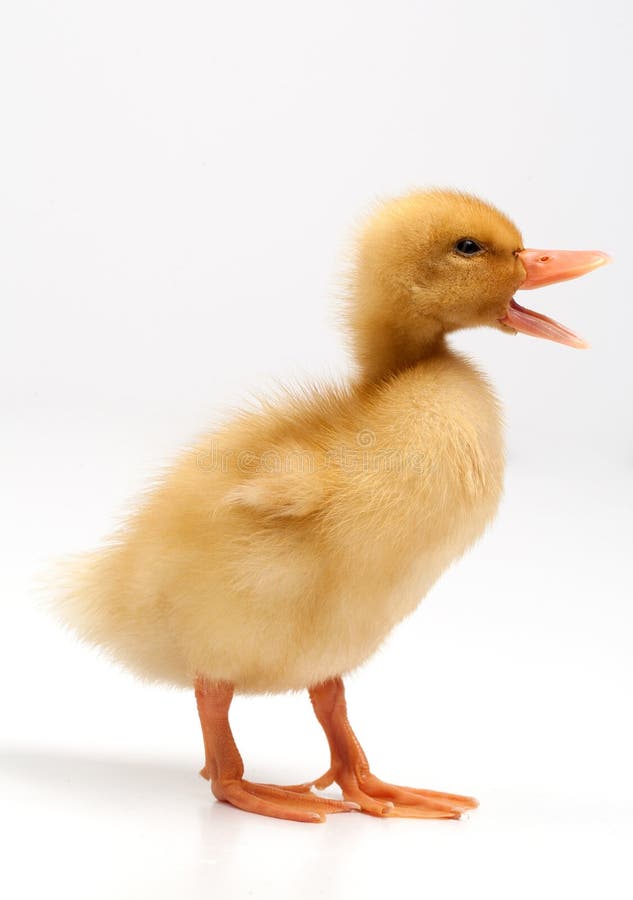 Little yellow duckling stock photo. Image of agriculture - 39666534