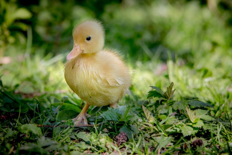 A yellow baby duck stock photo. Image of beak, colorful - 20265006