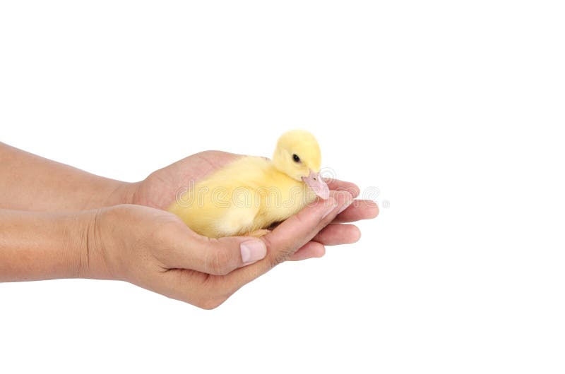 Yellow duck in human hand stock photo. Image of webbed - 56180644