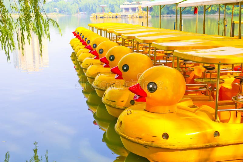 Yellow duck queue stock image. Image of park, rowing - 42669183