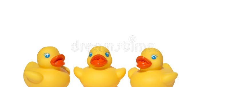 Three Yellow Ducks Swimming Stock Photo - Image of beaks, bath: 94499848