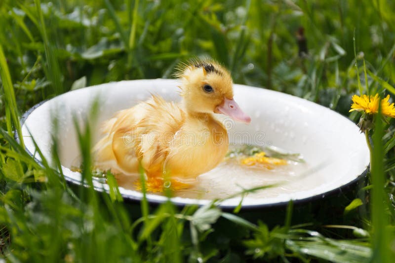 Yellow Duckling Mulard Splashes in the Water, Swims Stock Image - Image ...