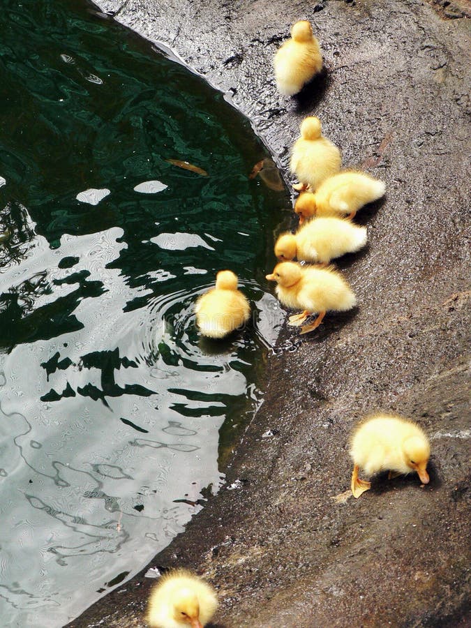 Yellow Ducklings stock photo. Image of animals, learn, ducks - 622072