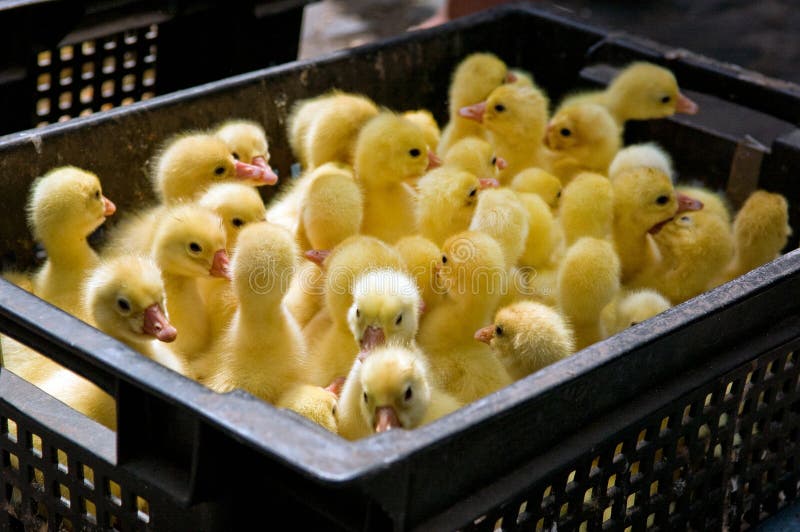 Yellow Ducklings in Black Box Stock Image - Image of cute, adorable ...
