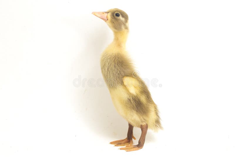 Indian Runner Duck Anas Platyrhynchos Domesticus Isolated on White ...