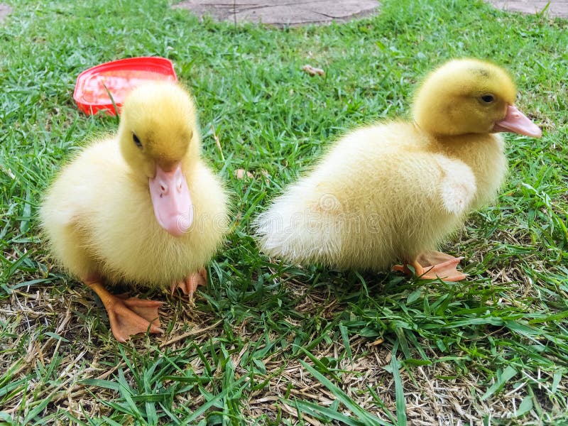 Yellow duckling sit. stock photo. Image of farm, field - 85528472
