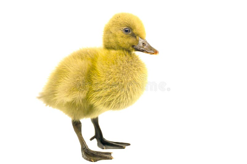 Ducklings Standing on a Chair Stock Image - Image of bird, hilarious ...