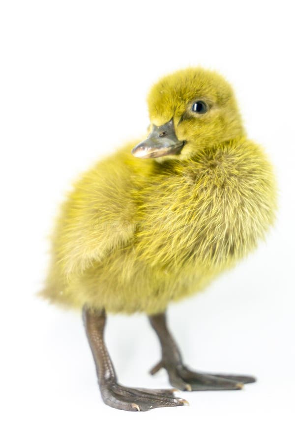 Ducklings Standing on a Chair Stock Image - Image of bird, hilarious ...