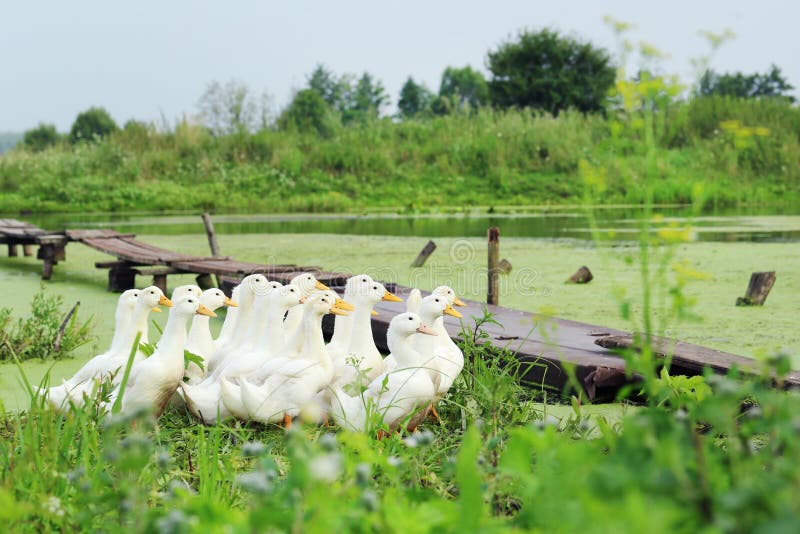 Yellow ducks stock photo. Image of behavior, survival - 75427746