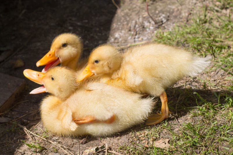 Yellow ducks stock image. Image of grass, easter, foot - 42946865