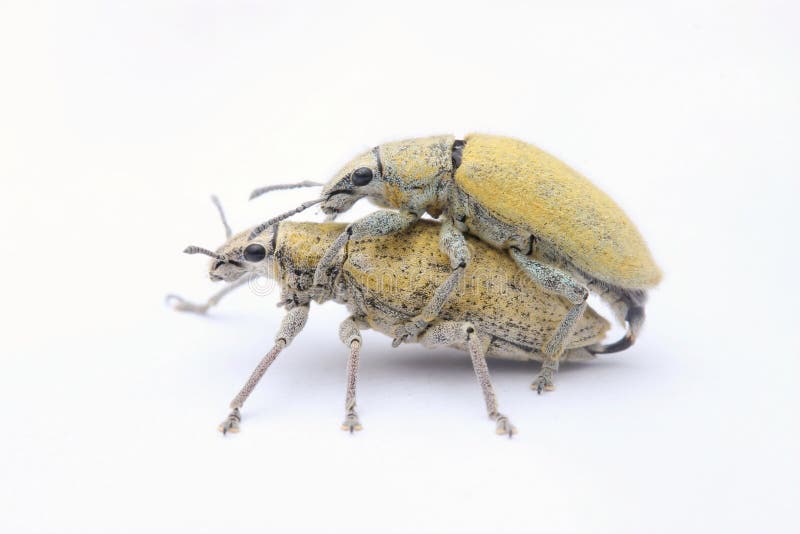 Mating weevil stock image. Image of beetle, mating, nature - 271859847