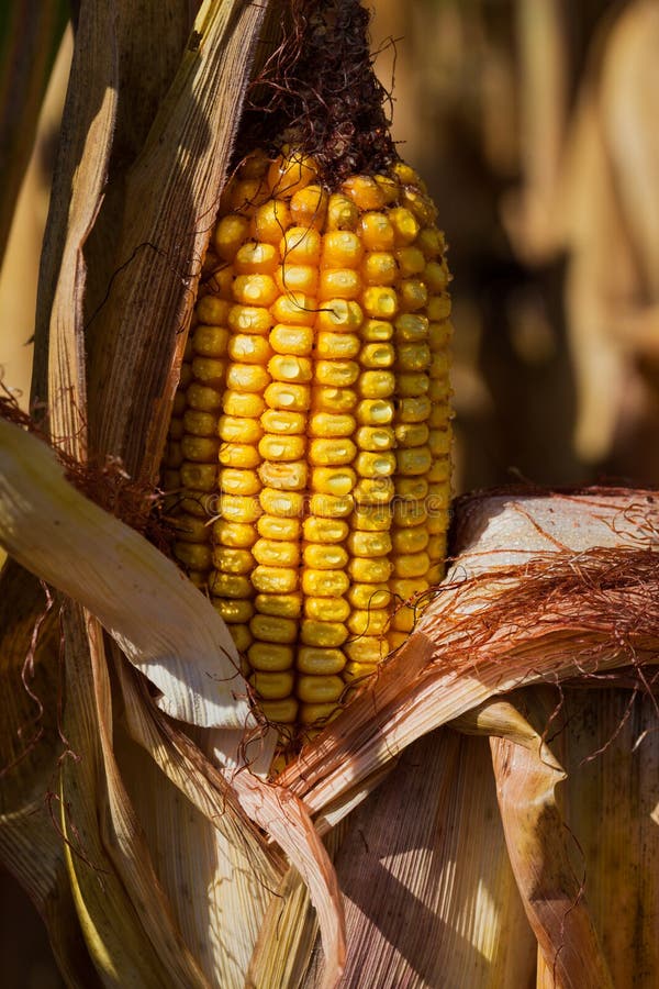 Yellow Ear of Corn at the End of Growing Season Stock Photo - Image of ...
