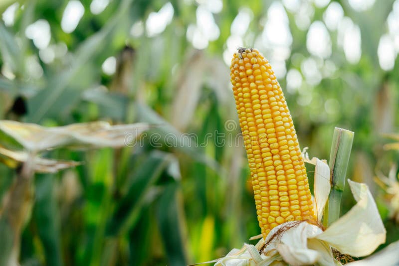 Yellow Ear of Corn in the Field Stock Photo - Image of corncob, field ...