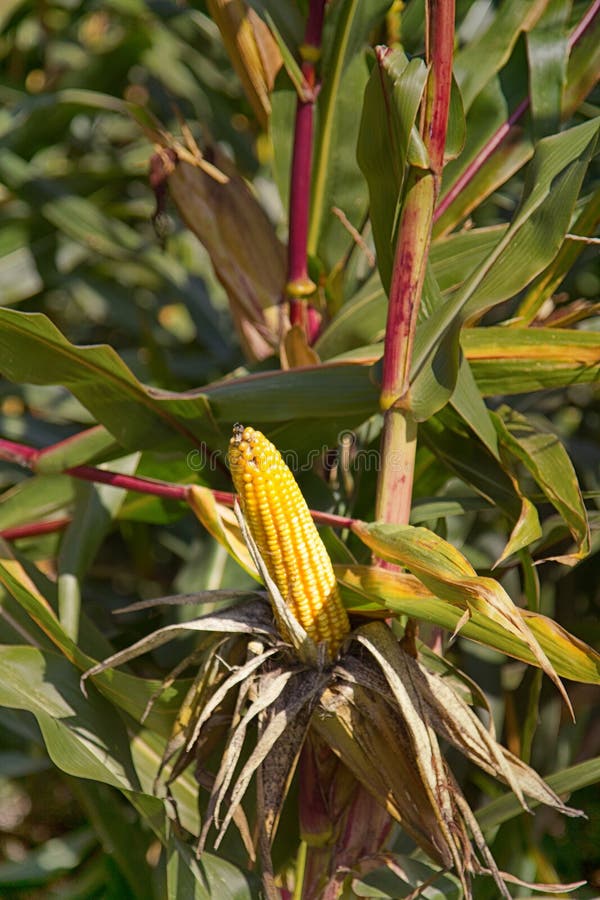 183 Indian Corn Stalk Photos - Free & Royalty-Free Stock Photos from ...