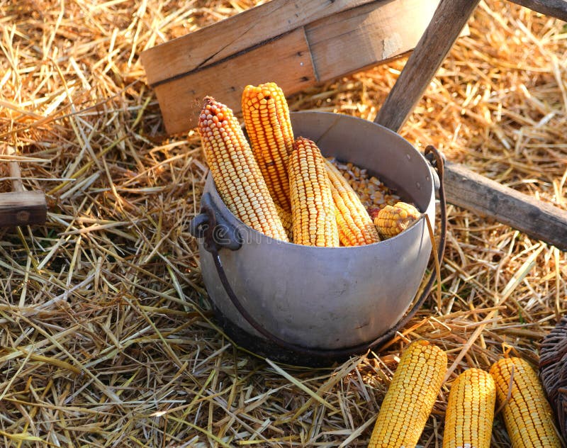Yellow Ears of Corn Which are Inside the Pot Lying on the Straw after ...