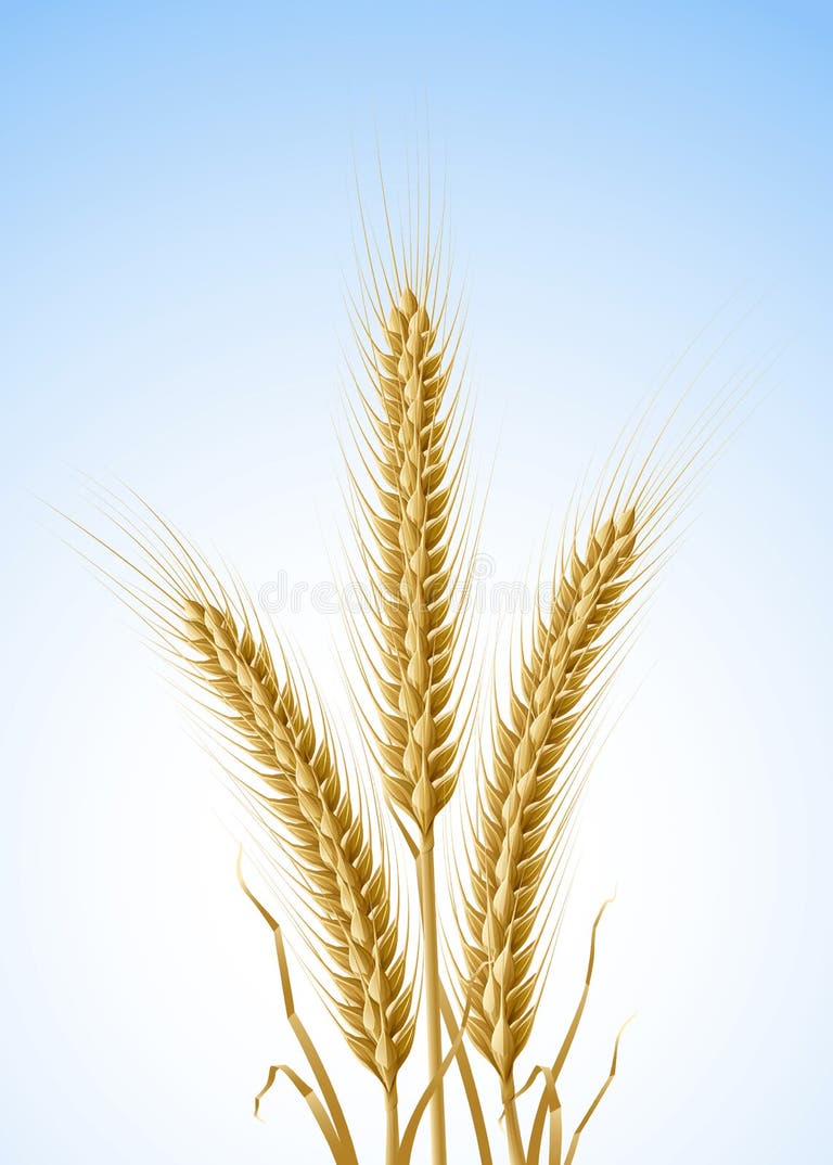 Yellow Wheat Background Stock Illustrations – 52,094 Yellow Wheat ...