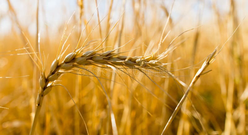 Yellow Ears of Wheat in a Field in Nature Stock Image - Image of stem ...