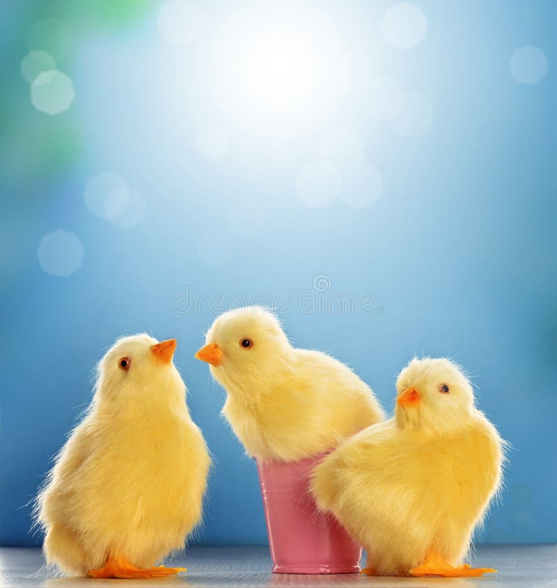 Yellow Easter Chickens on Blue Blurred Background. Stock Image - Image ...