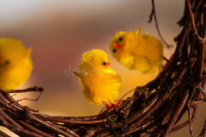 Yellow Easter Chickens Dancing on Some Twigs Stock Image - Image of ...