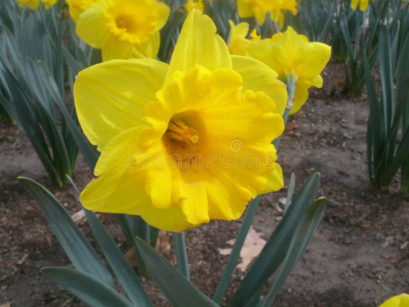 Yellow Easter Lilly stock photo. Image of outdoors, outside - 80760520