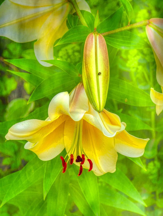Yellow Easter Lily Against Texture Background Stock Photo - Image of ...