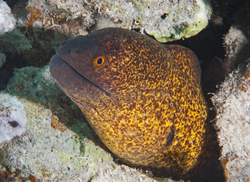 Yellow-edged moray eel stock image. Image of aquatic - 14052521