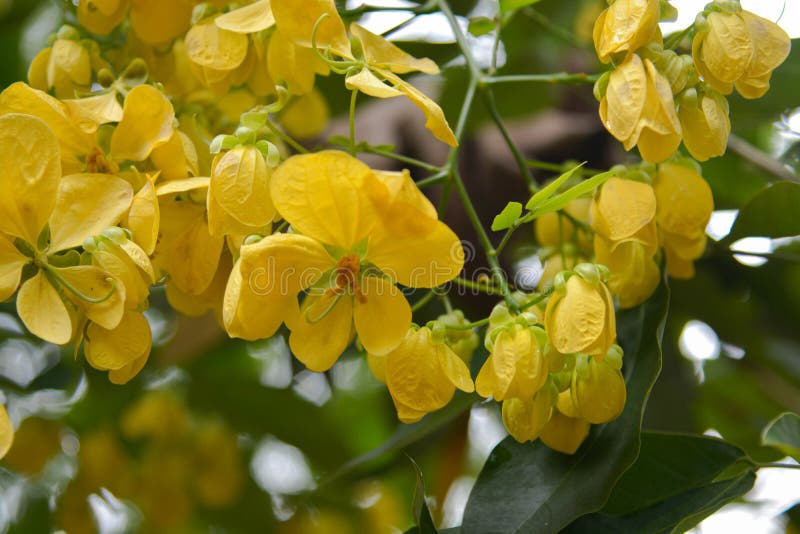 Ehela Tree Stock Photos - Free & Royalty-Free Stock Photos from Dreamstime