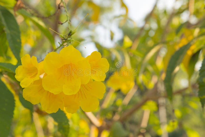 Yellow Elder in the Flower Garden Stock Photo - Image of bell ...