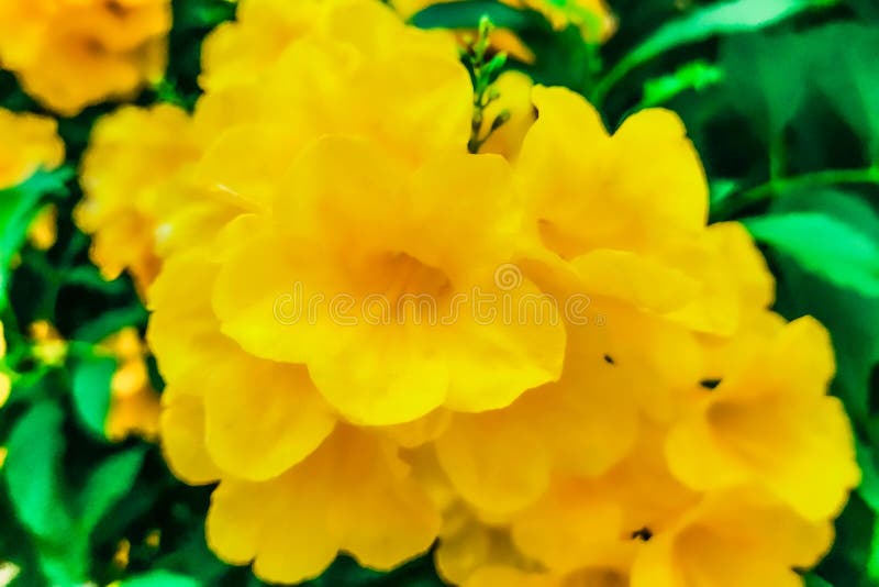 Bahamas National Flower