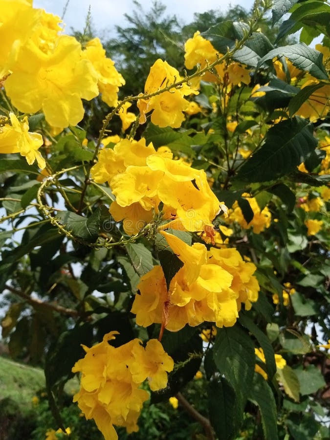 Yellow Elder Tecoma Stans Yellow Elder Flower , Yellow Elder Flowers ...