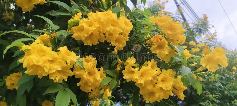 Yellow Elder (Tecoma Stans) Flowers Blooming Stock Photo - Image of ...