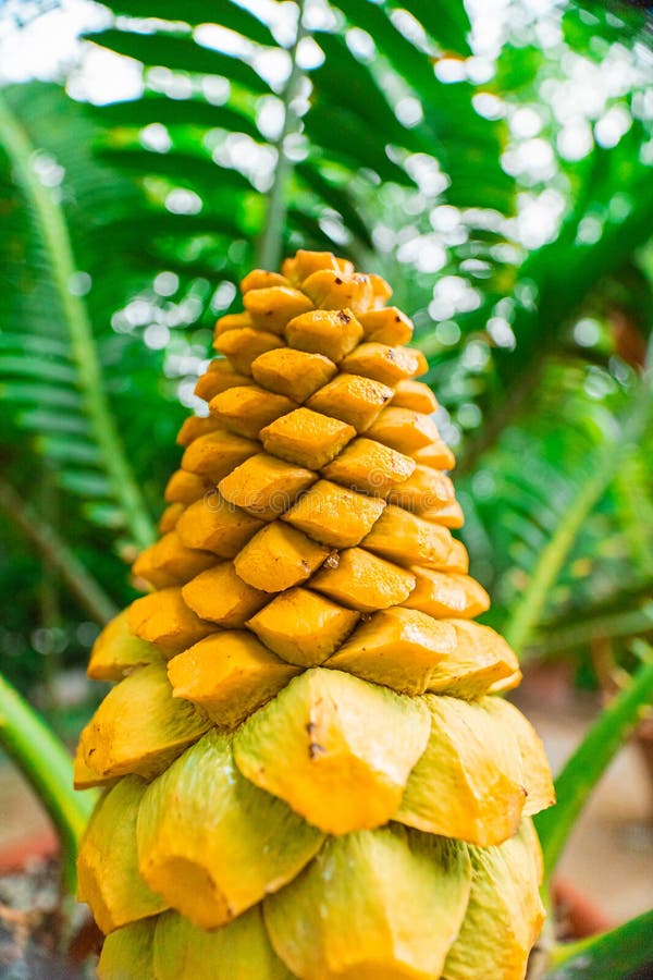 Yellow Encephalartos Villosus Plant Cone Stock Photo - Image of tree ...