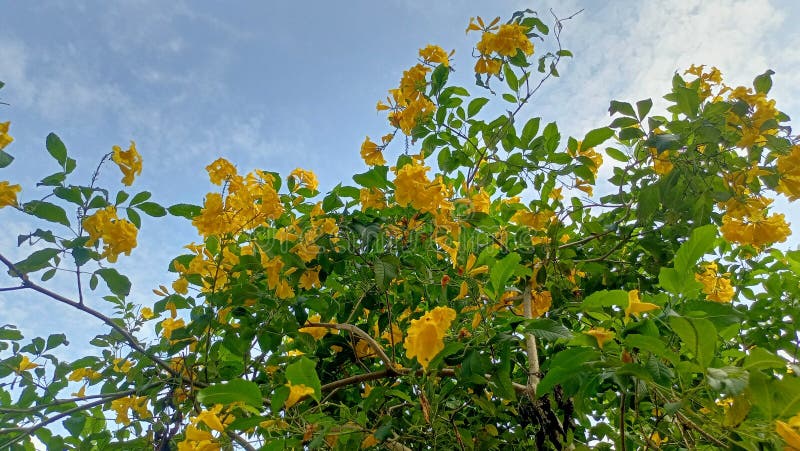 Yellow Erder Flowers with Bright Yellow Flowers Stock Image - Image of ...