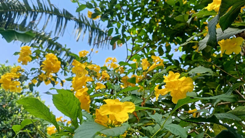 Yellow Erder Flowers with Bright Yellow Flowers Stock Image - Image of ...